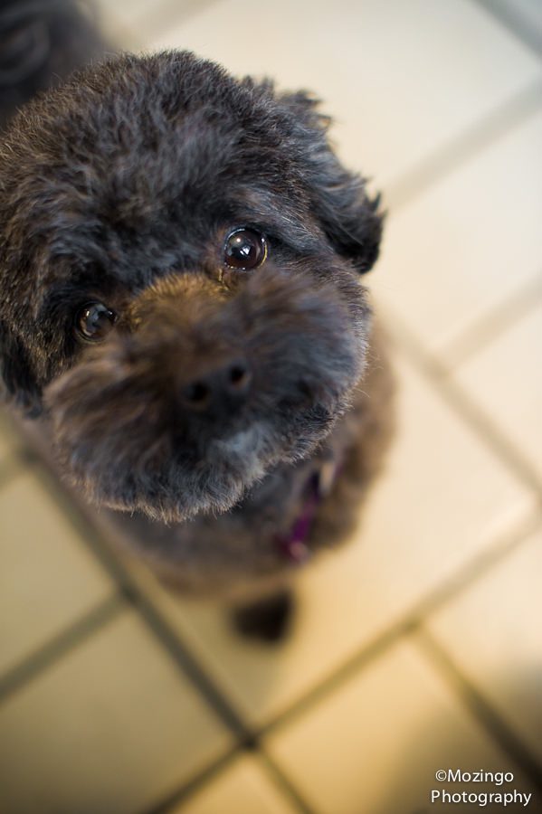 Colleen and Charlie - Mozingo Photography